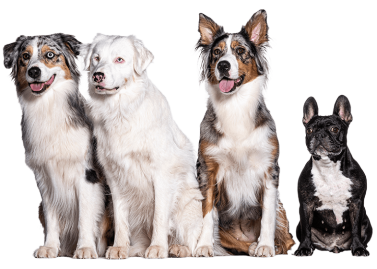 Best Kansas City Dog Training in Overland Park, KS by KC Dawgz