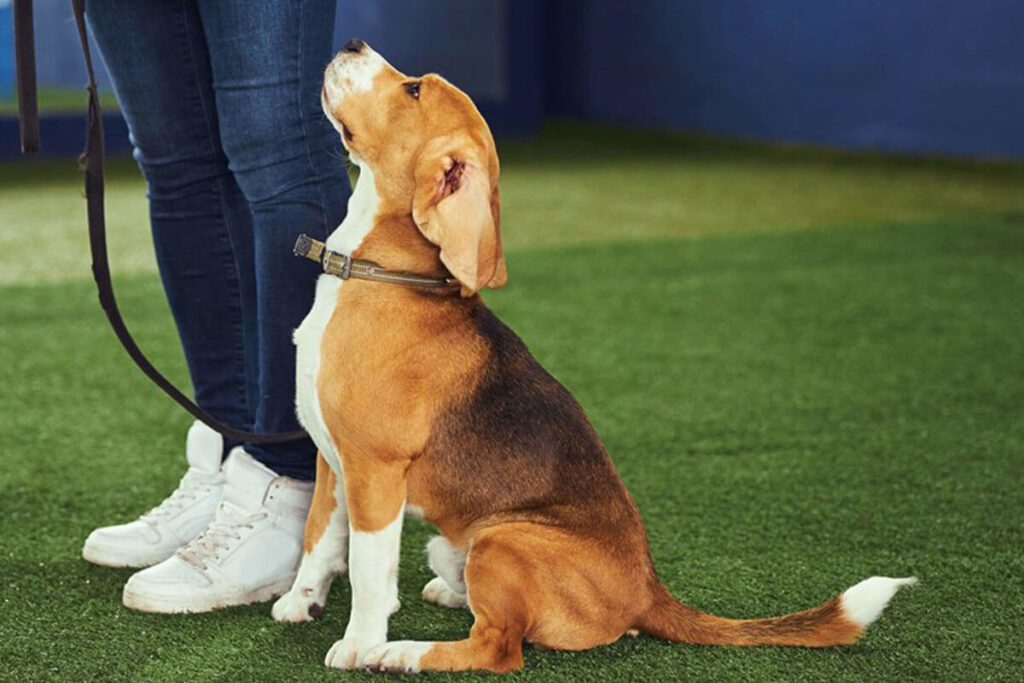 Kansas City Puppy & Dog Training in Olathe